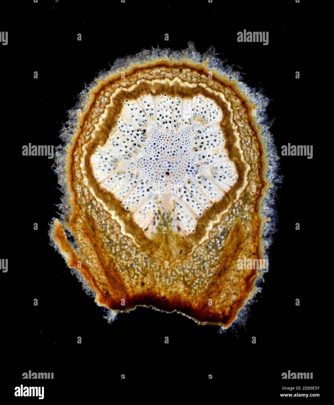 Oak stem ts hi-res stock photography and images - Alamy