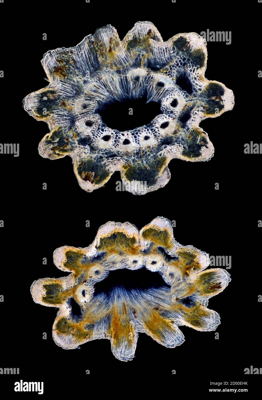 Equisetum Microscope