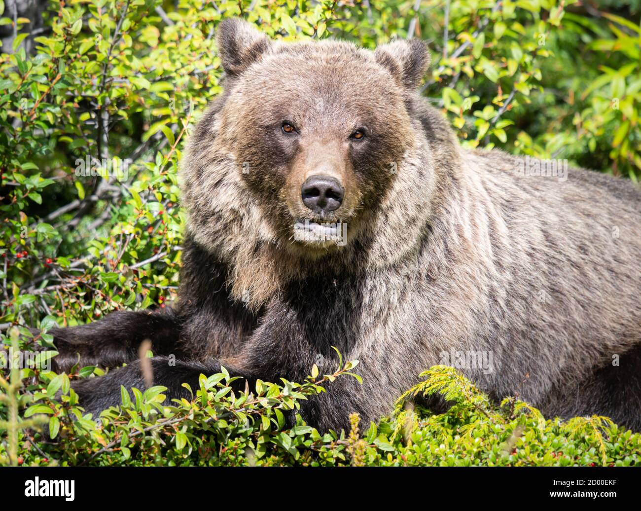 Grizzly bear in the wild Stock Photo - Alamy
