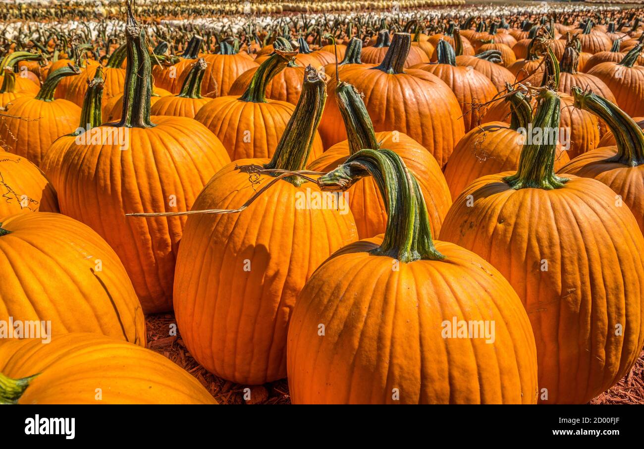 Rows of many sizes shapes and different colored pumpkins grouped ...