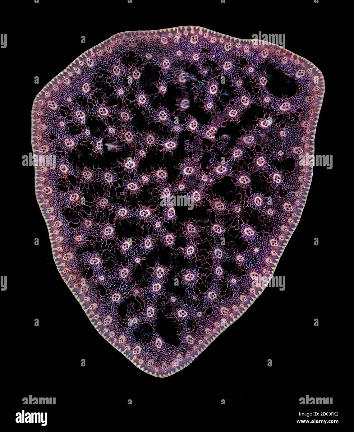 Vascular tissue stem micrograph hi-res stock photography and images - Alamy