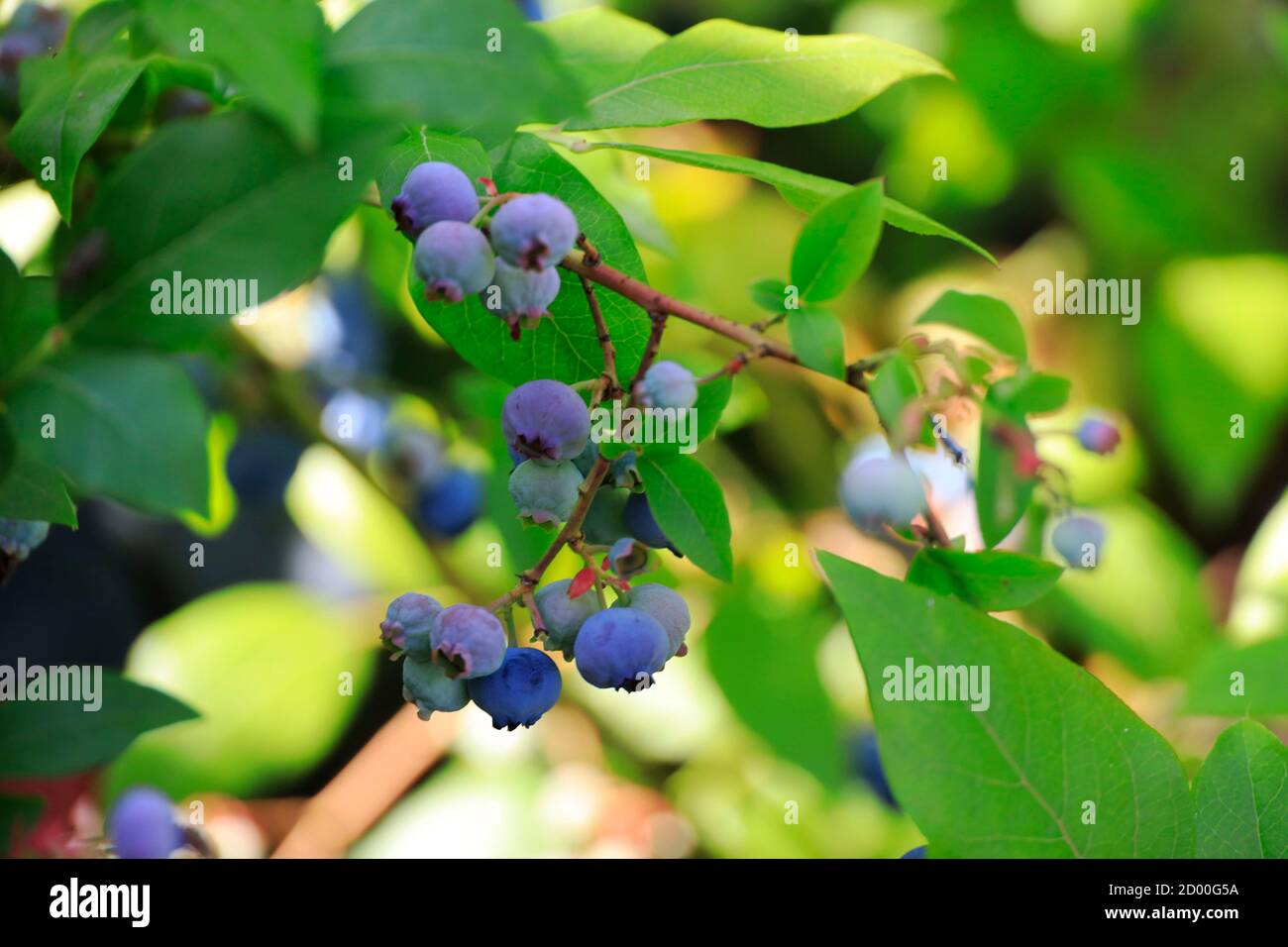 Cluster highbush blueberries hi-res stock photography and images - Alamy