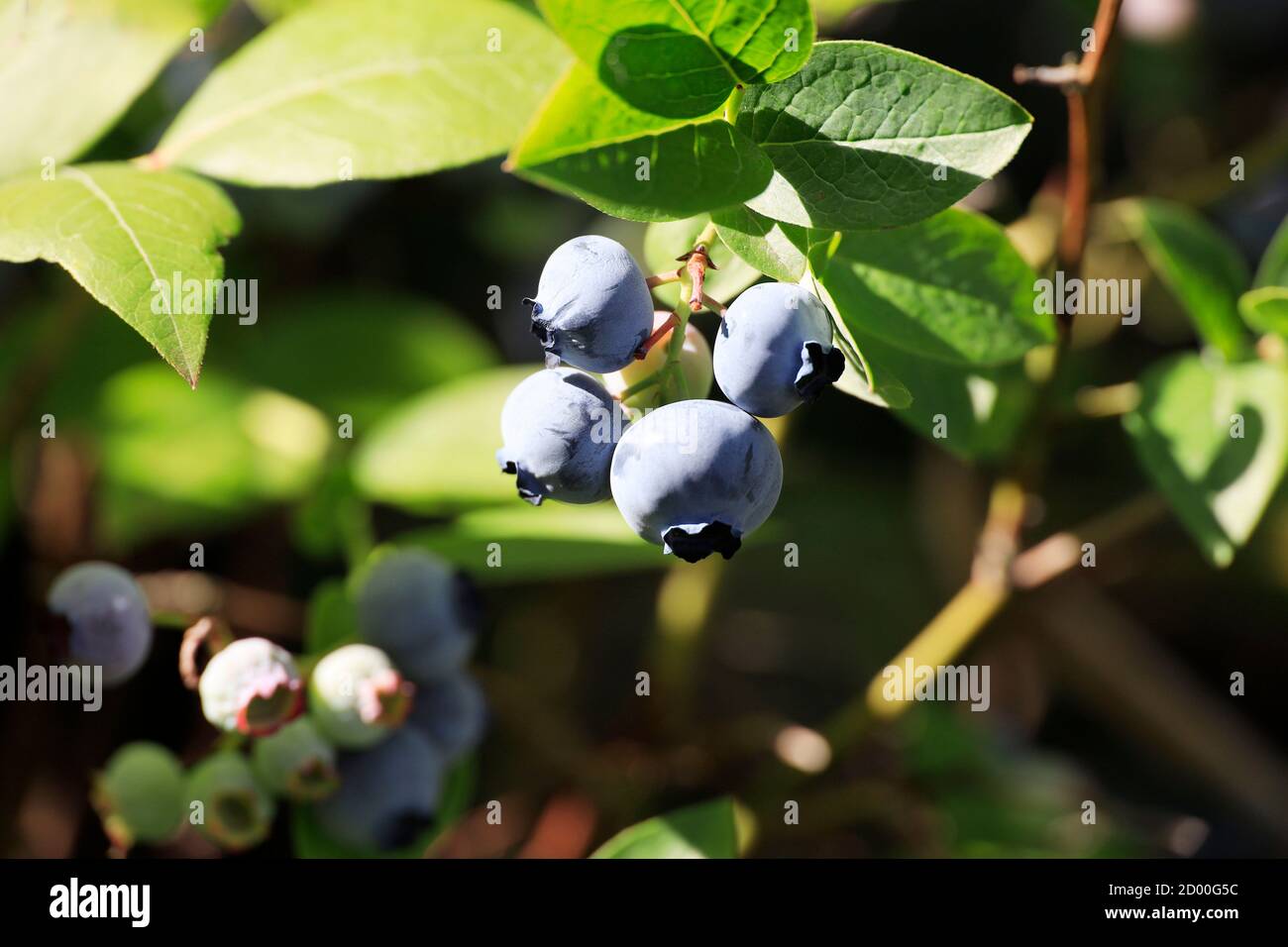 Blueberries at a branch in a garden Stock Photo - Alamy