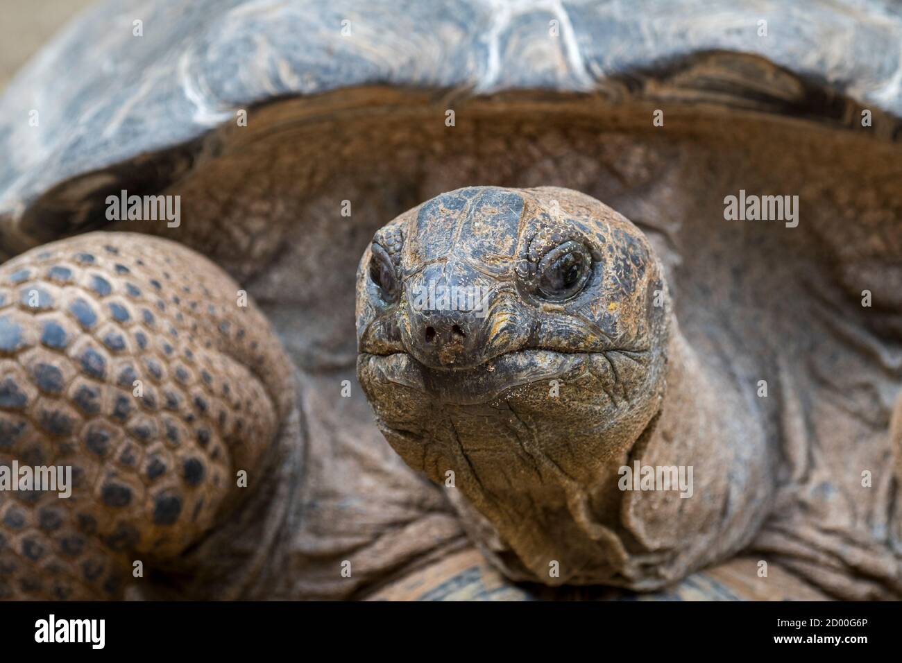 Aldabra giant tortoise (Aldabrachelys gigantea / Testudo gigantea ...