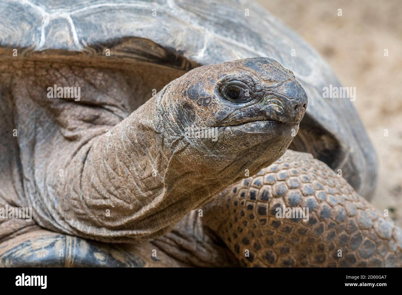 Aldabra giant tortoise (Aldabrachelys gigantea / Testudo gigantea ...