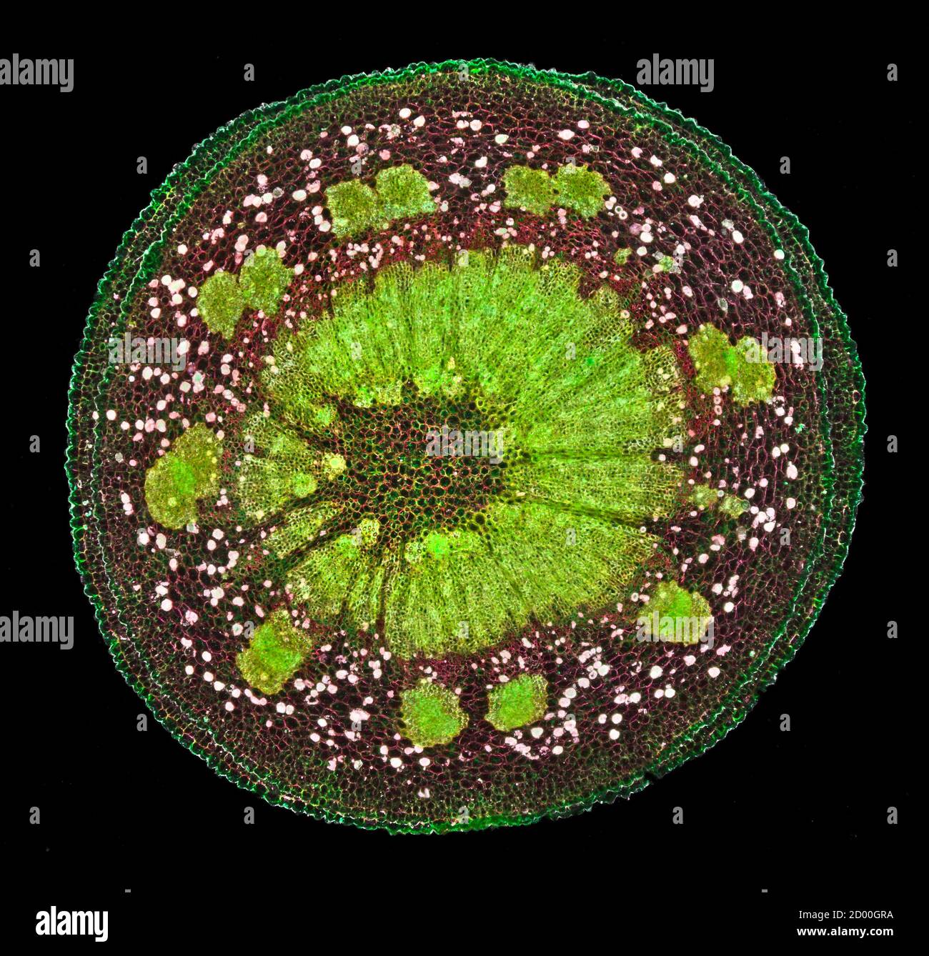 Vascular plant micrograph hi-res stock photography and images - Alamy
