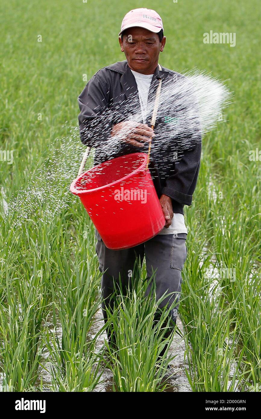 Rice research philippines hi-res stock photography and images - Alamy