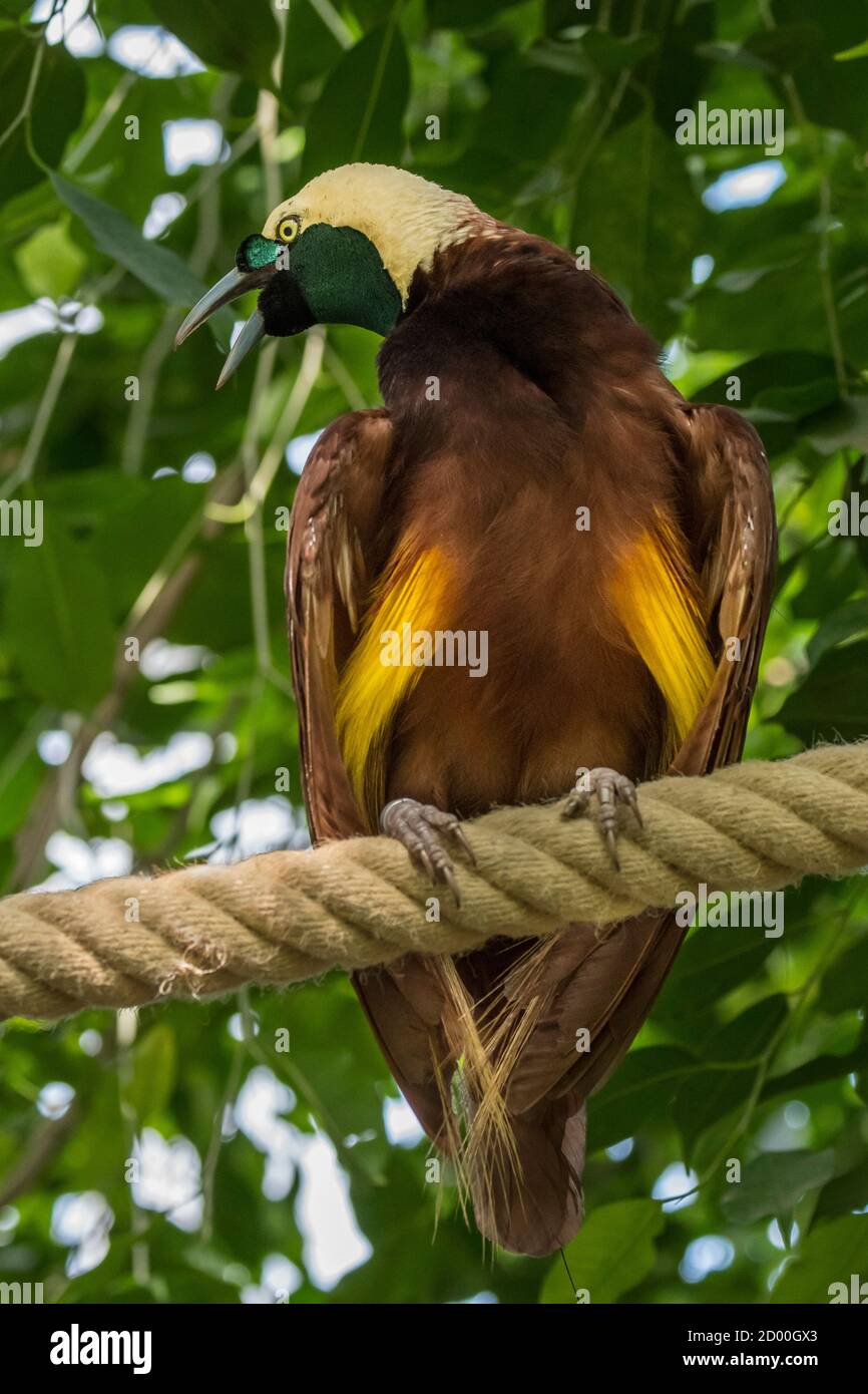 Bird of paradise hi-res stock photography and images - Alamy