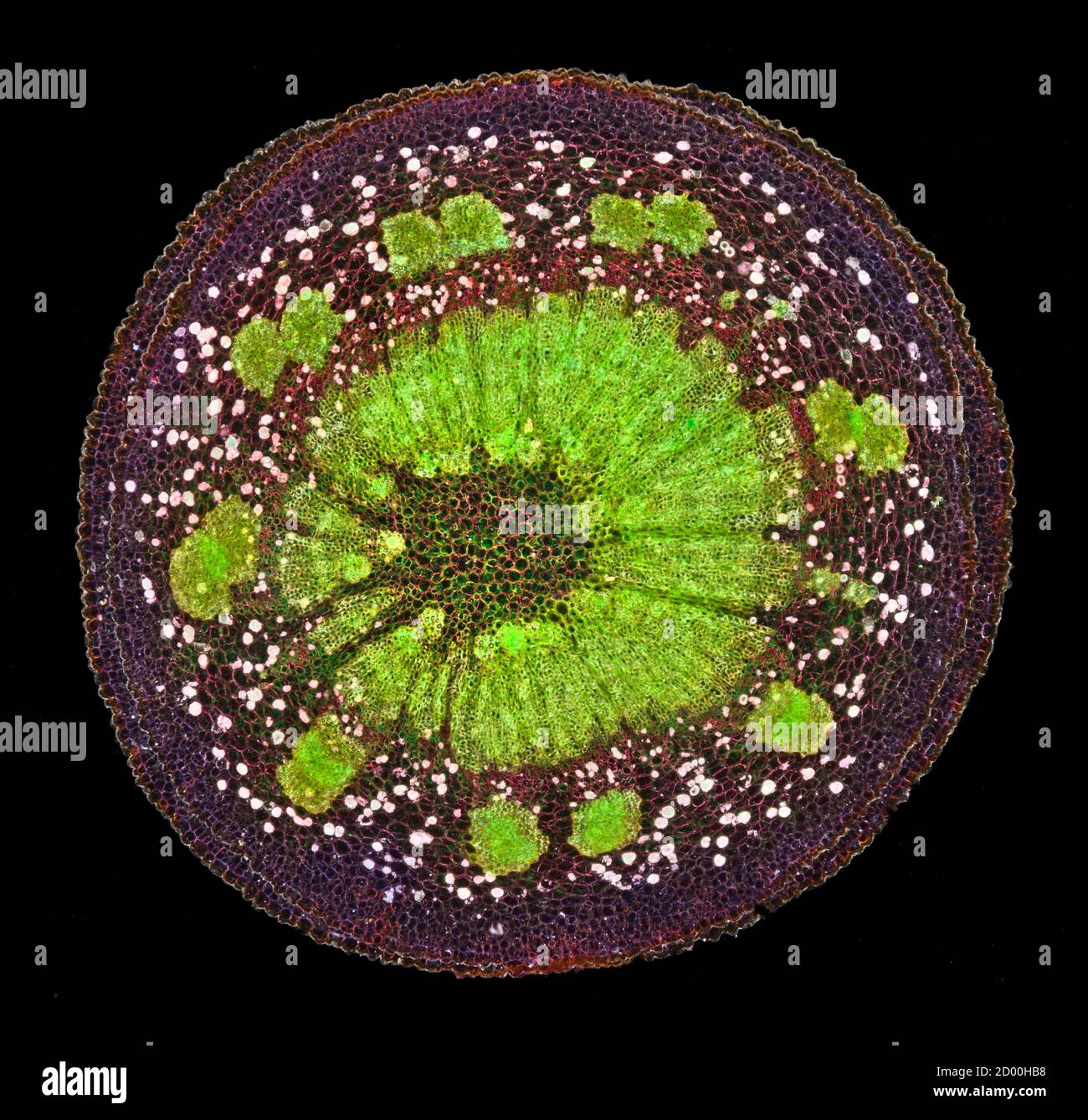 Bundles of mistletoe hi-res stock photography and images - Alamy