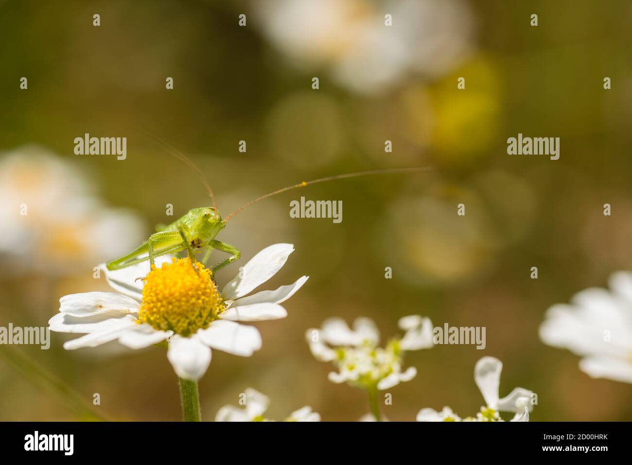 Green grasshopper on daisy flower under midday sun Stock Photo - Alamy