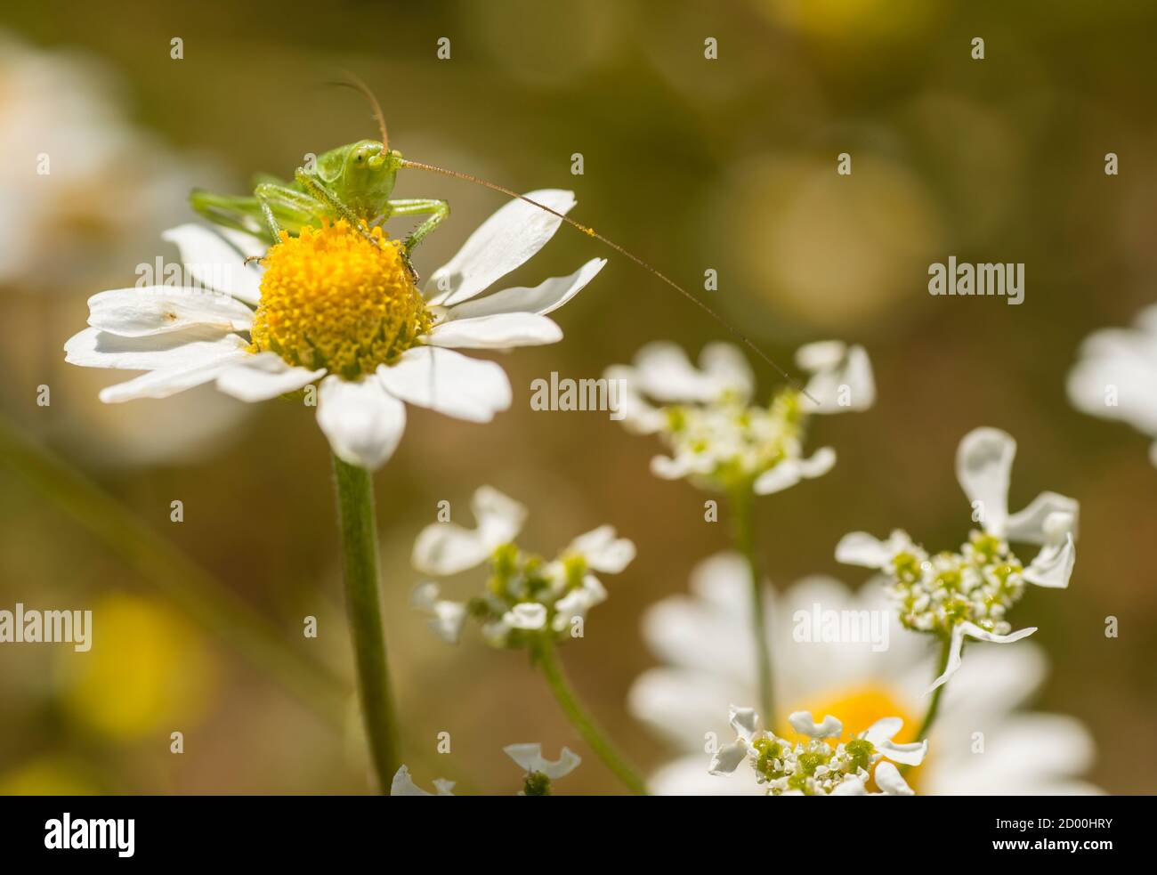 Green grasshopper on daisy flower under midday sun Stock Photo - Alamy
