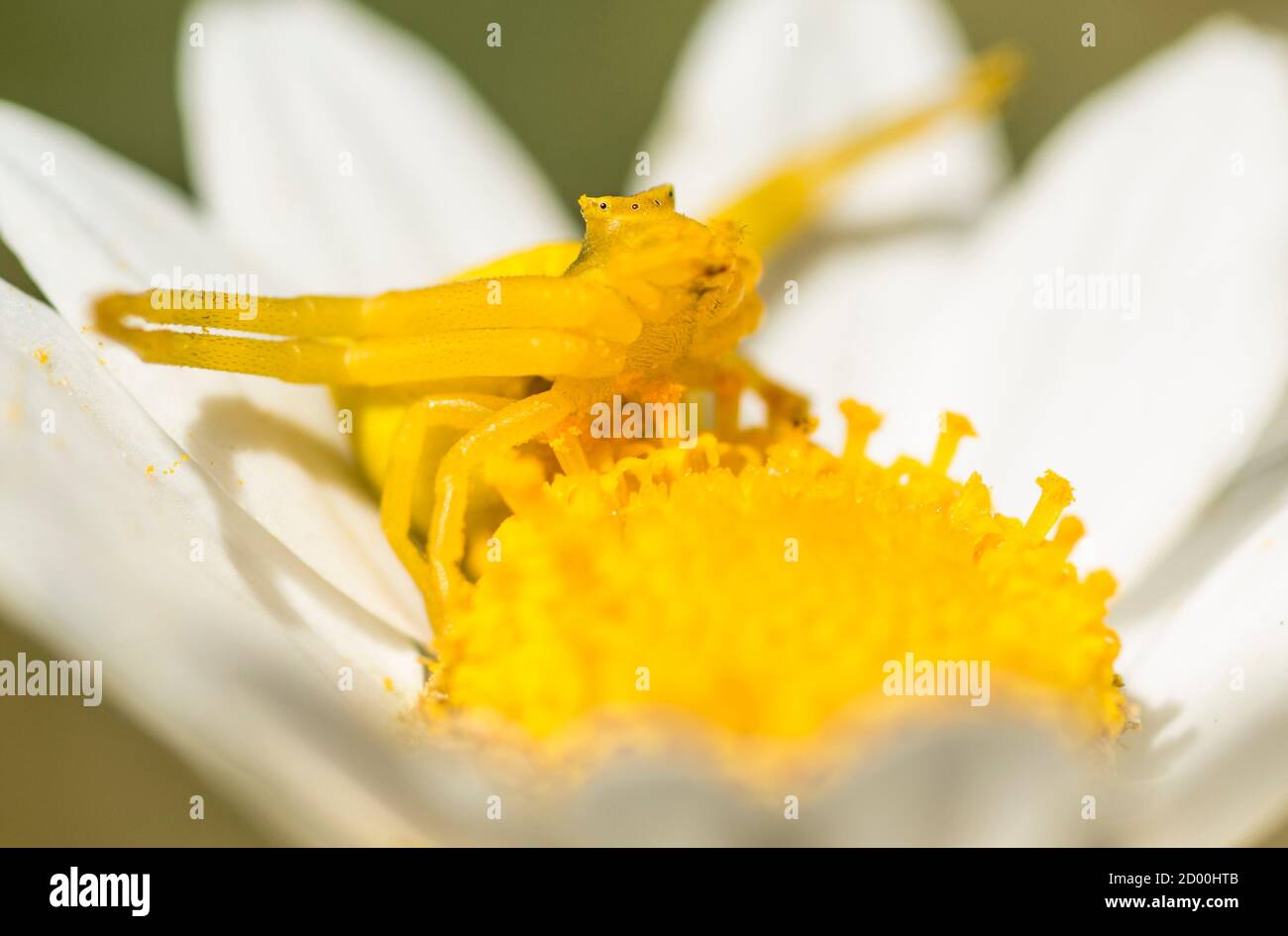Yellow crab spider in hunting pose on daisy flower Stock Photo - Alamy