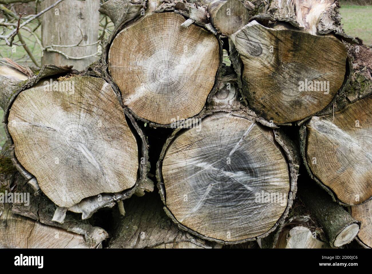 Tree trunk cuts showing growth rings and wood texture Stock Photo - Alamy