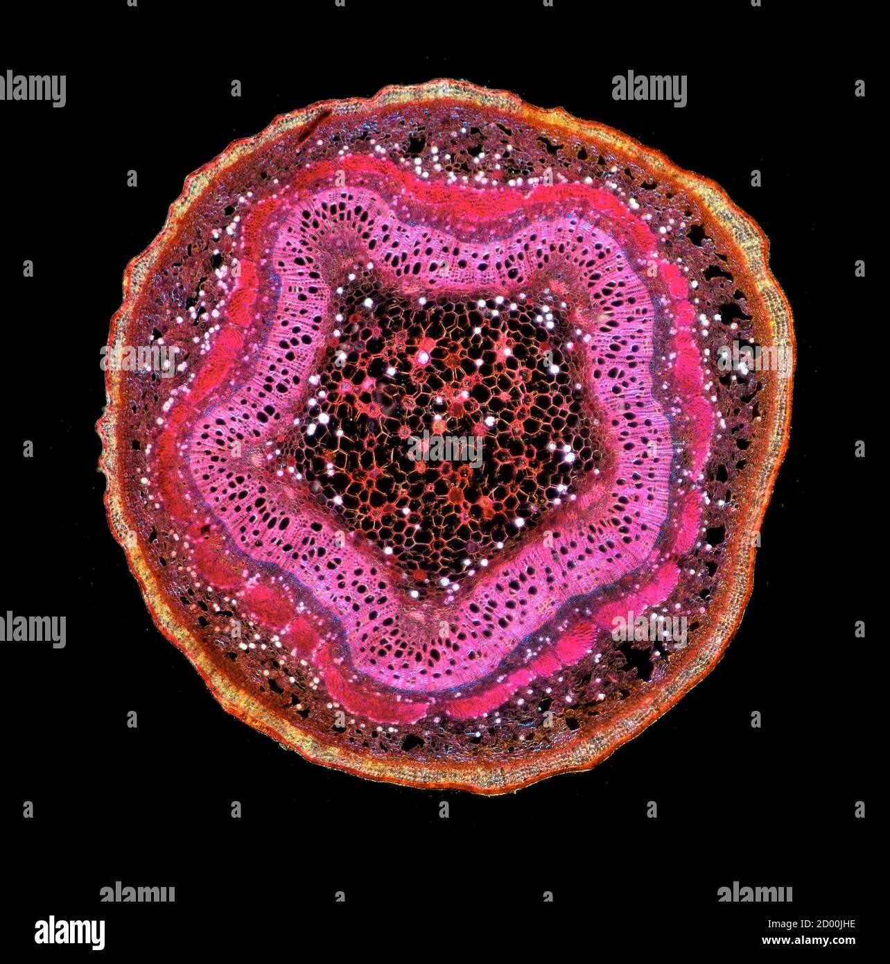Xylem tissue hi-res stock photography and images - Alamy