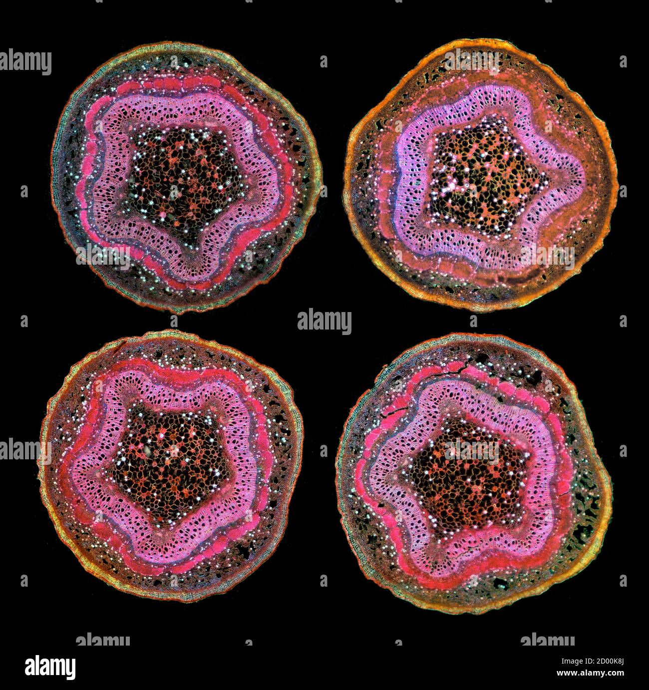Poplar tree twigs. Populus sp. stem sections TS. Stained sections Stock ...