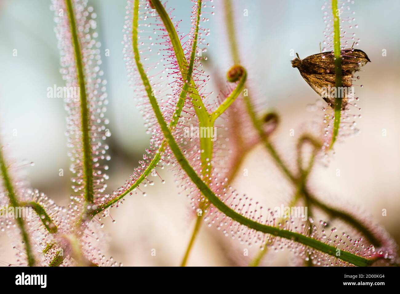 Insectivorous plant Drosera close up showing its sticky drops to ...