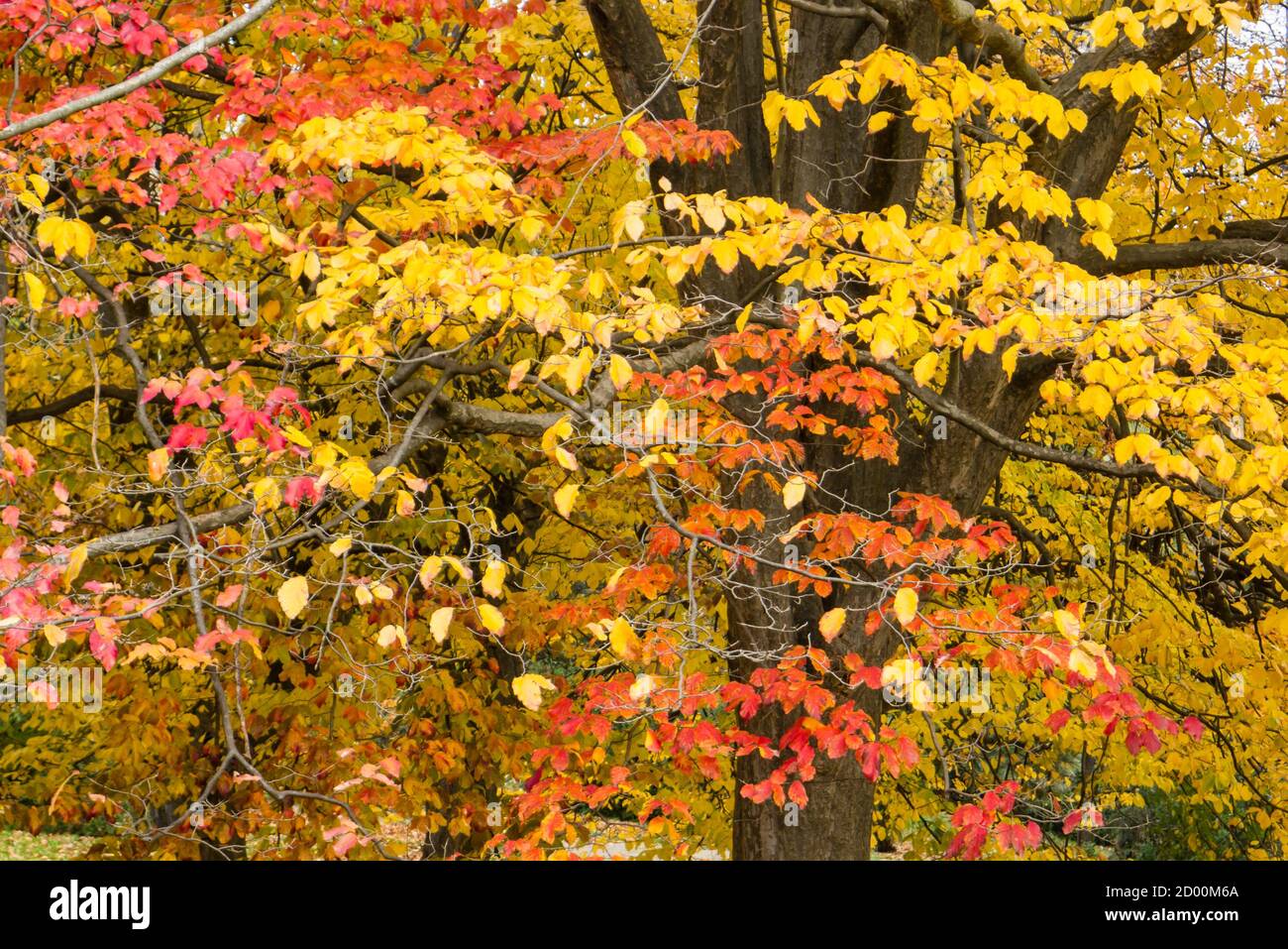 Persian ironwood tree with autumnal leaves, Parrotia persica Stock ...