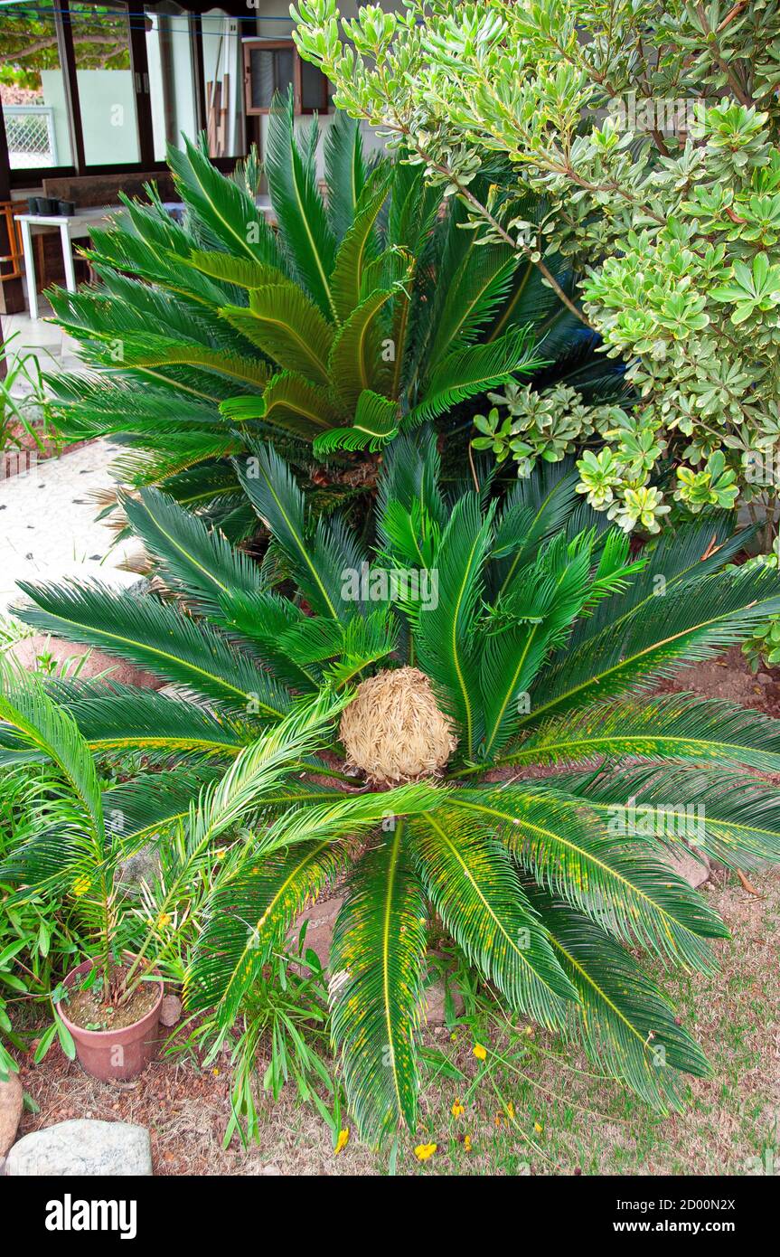 Plant the cycas in a garden Stock Photo - Alamy