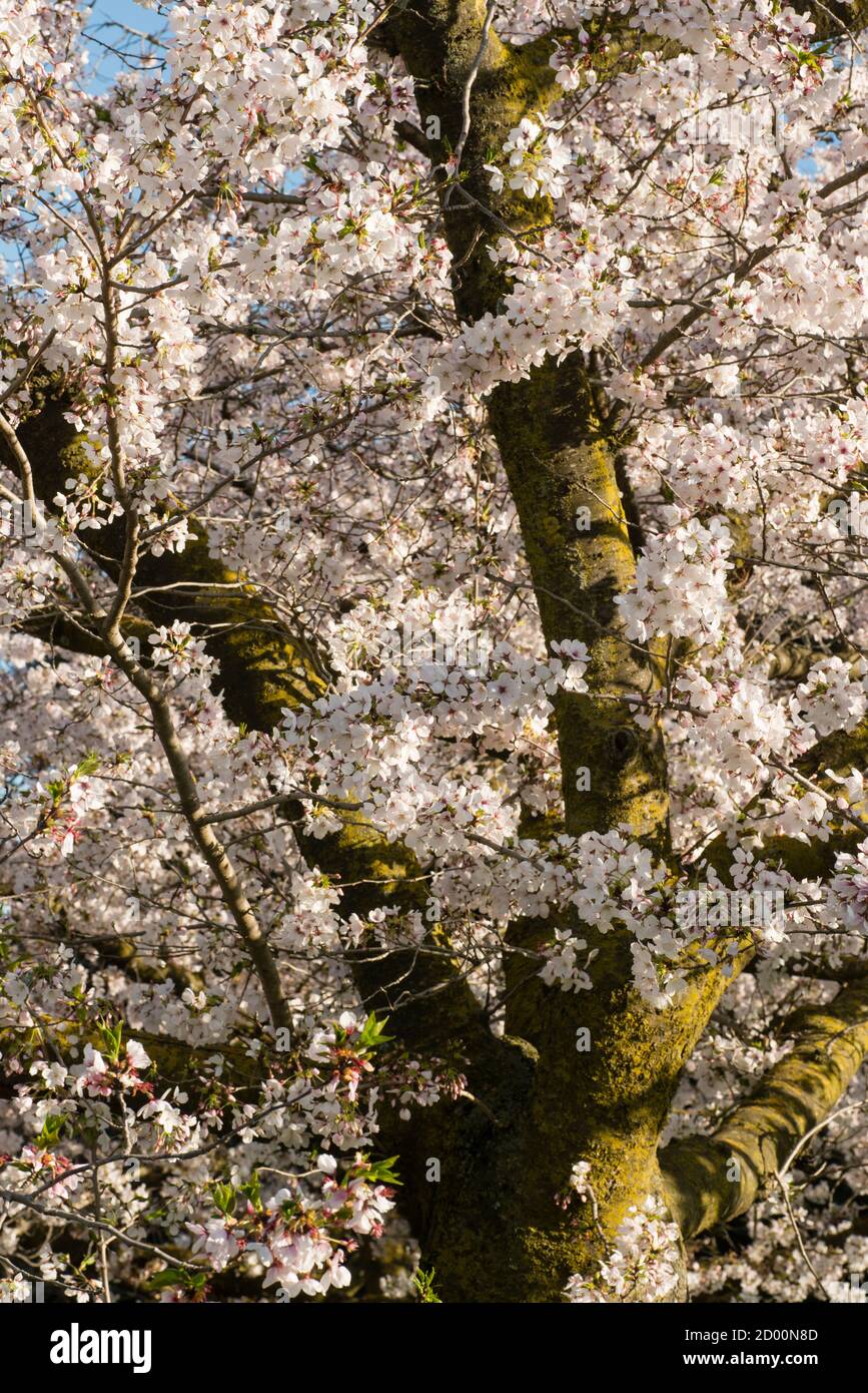 Flowers of japanese cherry tree, full bloom in spring time Stock Photo ...