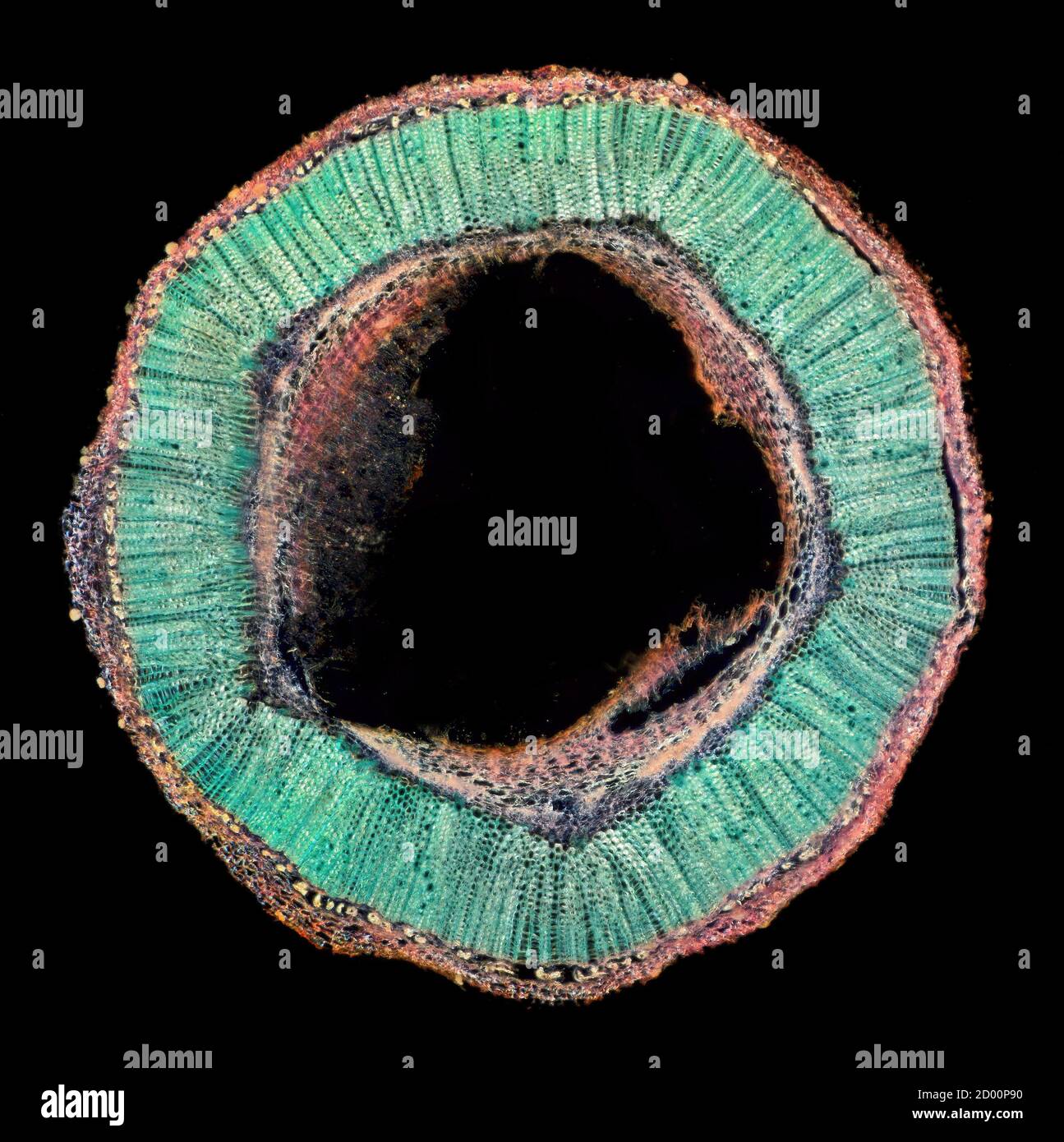 Tomato fruit stalk, Solanum lycopersicum, stem section TS Stock Photo ...