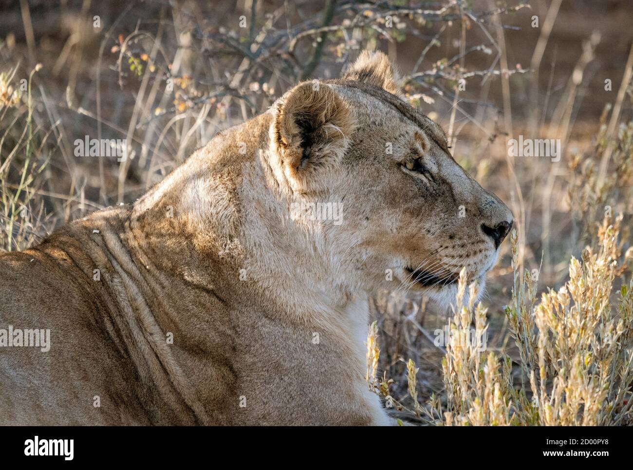 Lions muzzle hi-res stock photography and images - Alamy