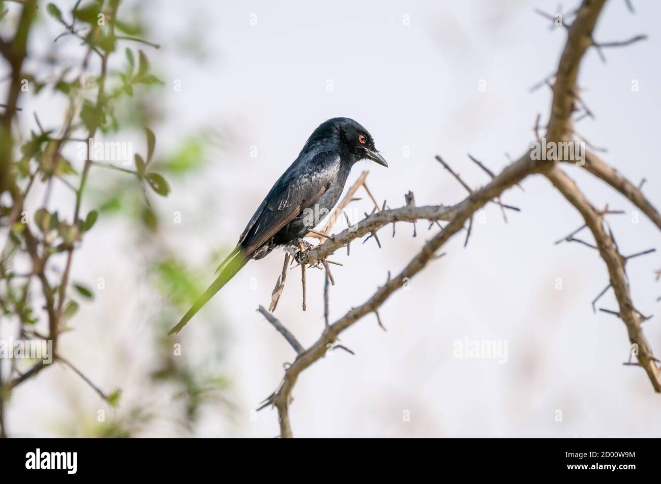 Savanna drongos hi-res stock photography and images - Alamy