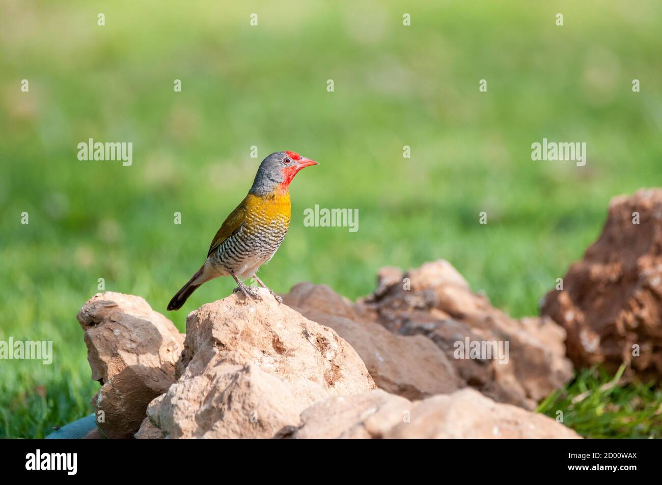 Pytilia melba, Green-winged pytilia, Namibia, Africa Stock Photo - Alamy