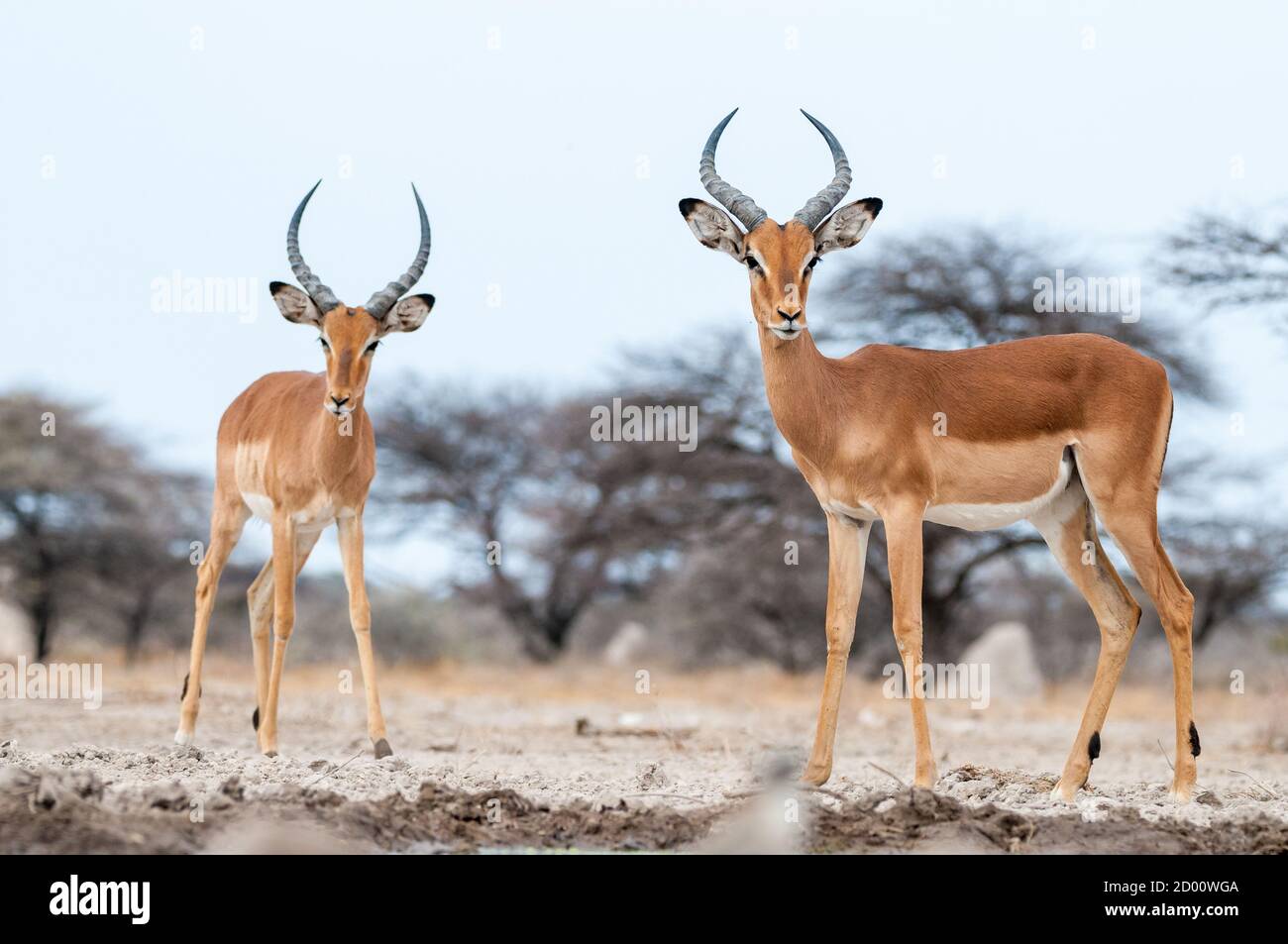 Namibia africa two eastern hi-res stock photography and images - Alamy