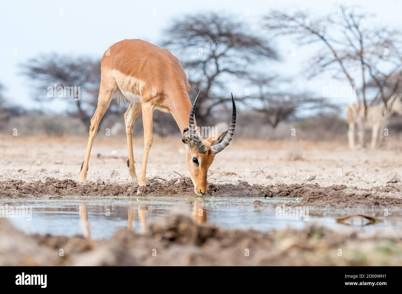 Impala drinking hi-res stock photography and images - Alamy