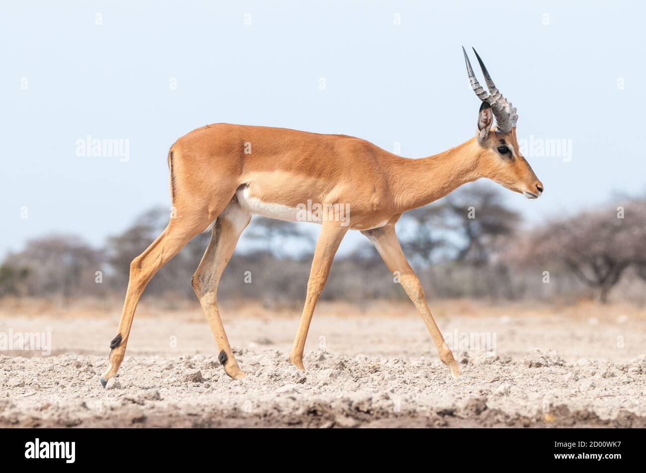 Side view of an aepyceros melampus hi-res stock photography and images ...