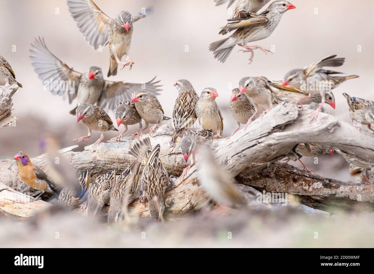 Quelea quelea, red-billed dioch, Namibia, Africa Stock Photo - Alamy