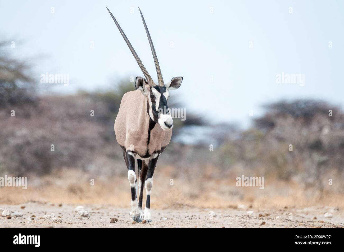 Southern oryx hi-res stock photography and images - Alamy