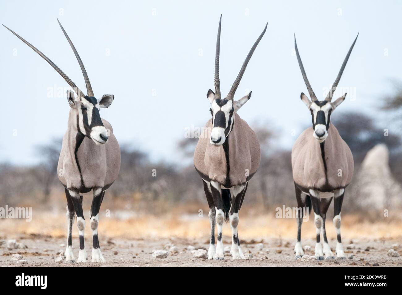 African oryx group hi-res stock photography and images - Alamy