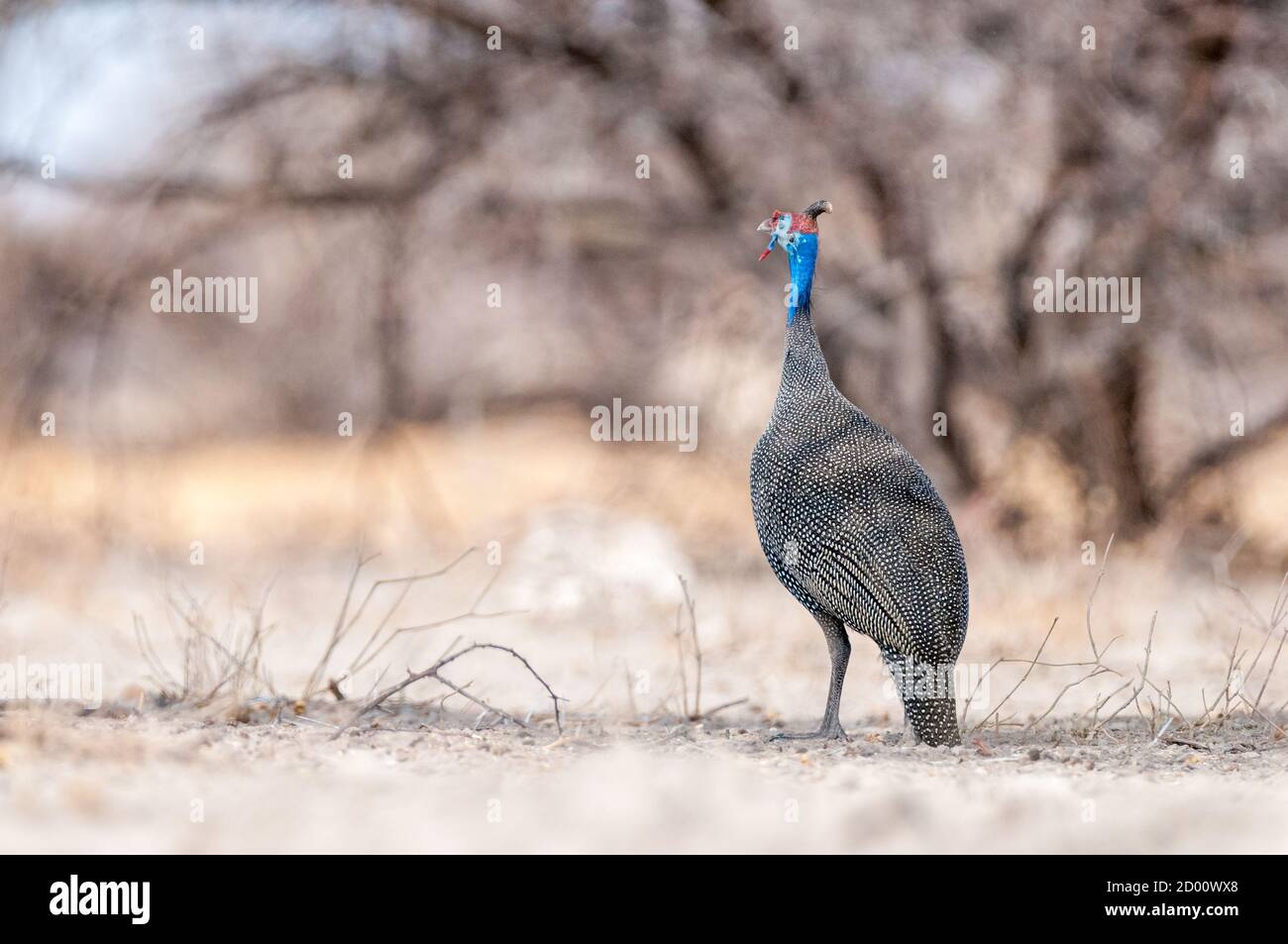 Galls bird hi-res stock photography and images - Alamy