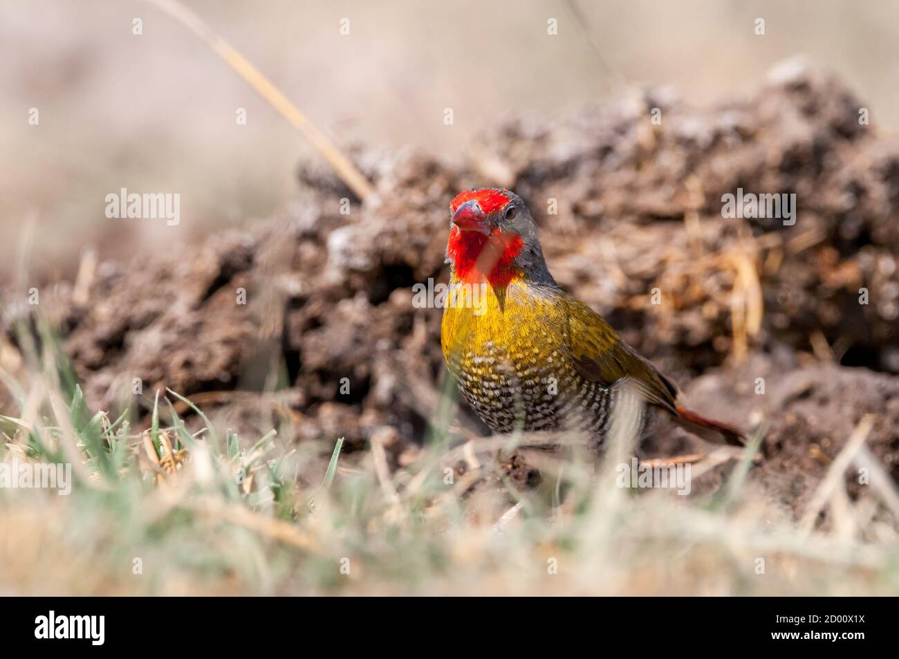 Pytilia hi-res stock photography and images - Alamy