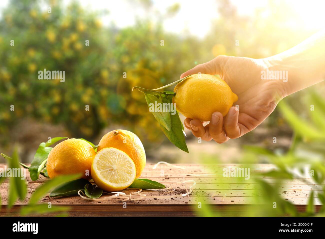 Hand picking lemon in orange grove with table full of freshly picked ...