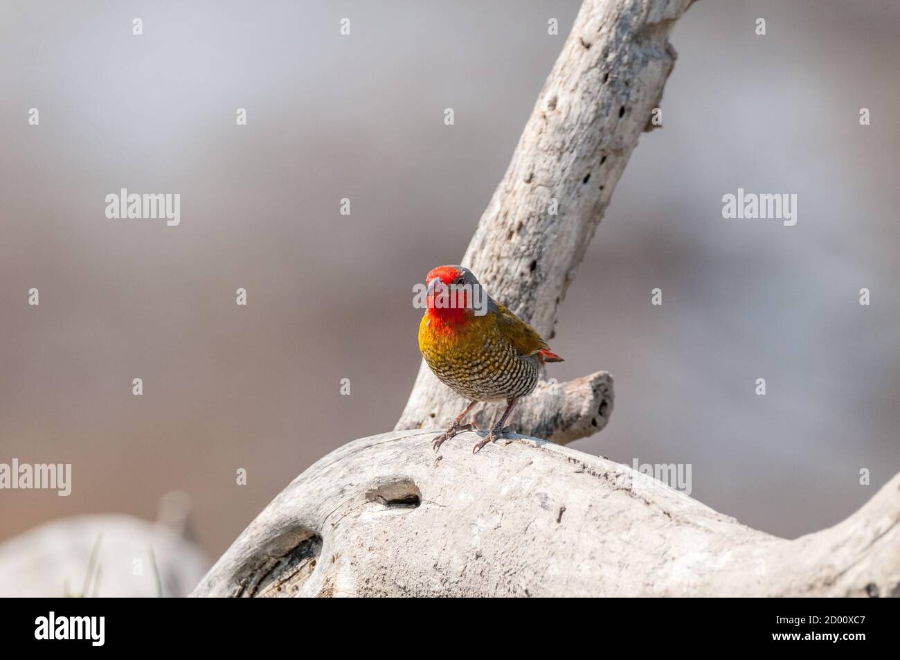 Pytilia melba, Green-winged pytilia, on a branch, Namibia, Africa Stock ...