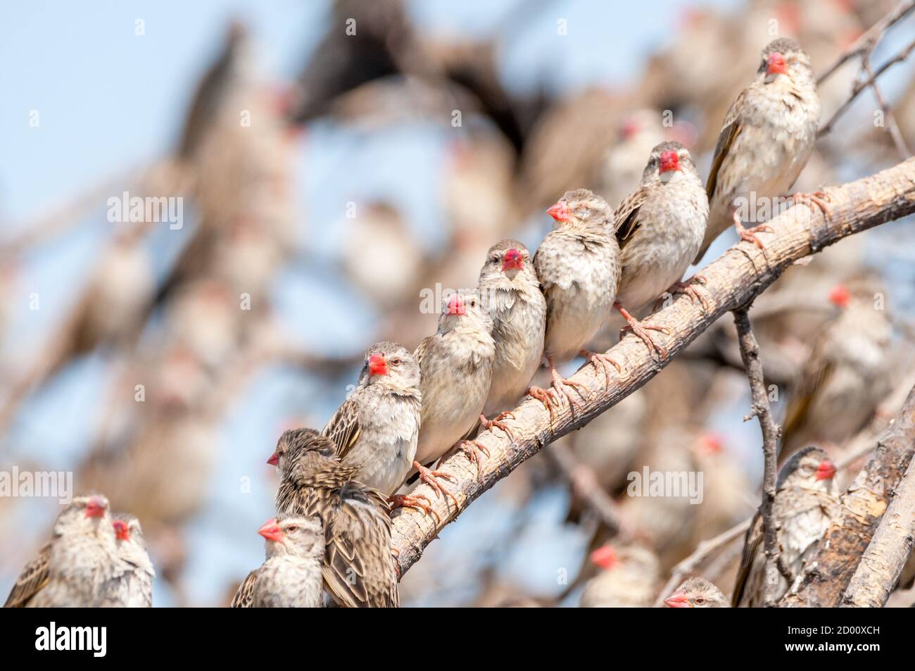 Dioch hi-res stock photography and images - Alamy