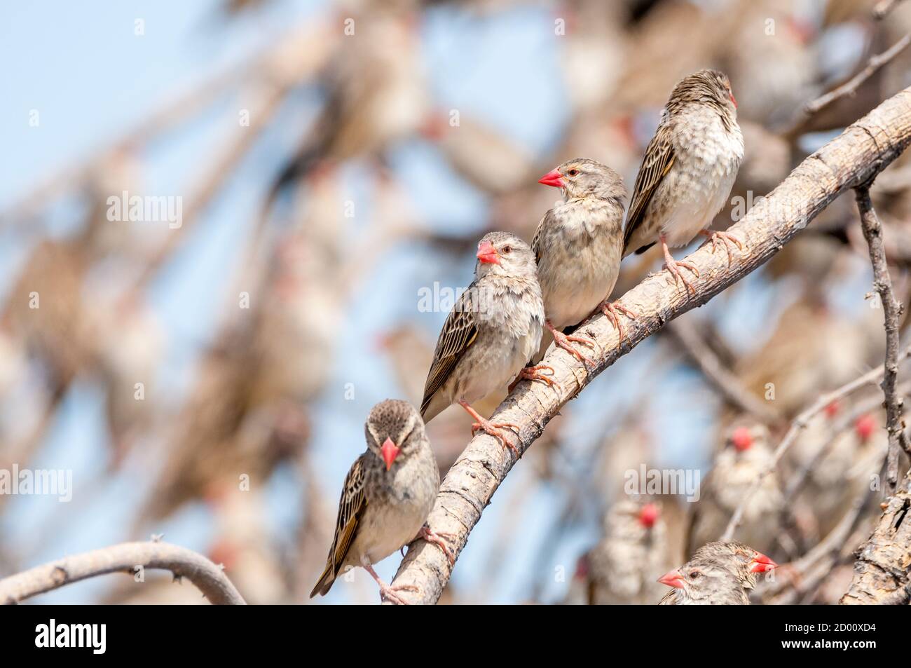 Quelea quelea, red-billed dioch, Namibia, Africa Stock Photo - Alamy