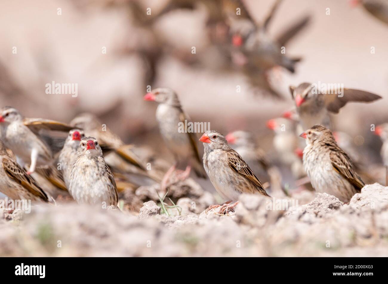 Quelea quelea, red-billed dioch, Namibia, Africa Stock Photo - Alamy