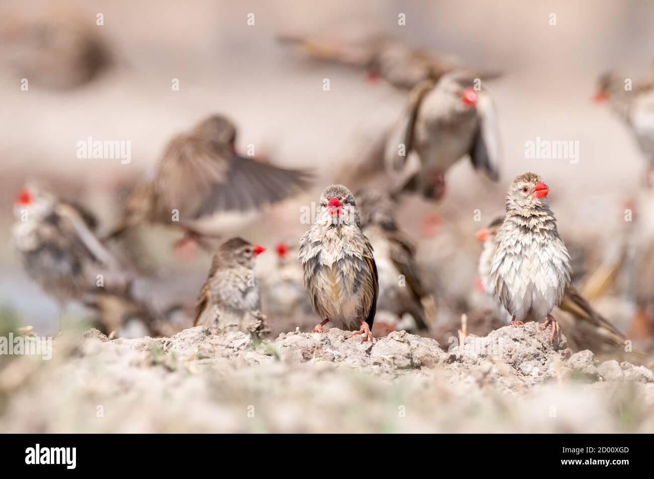 Quelea quelea, red-billed dioch, Namibia, Africa Stock Photo - Alamy