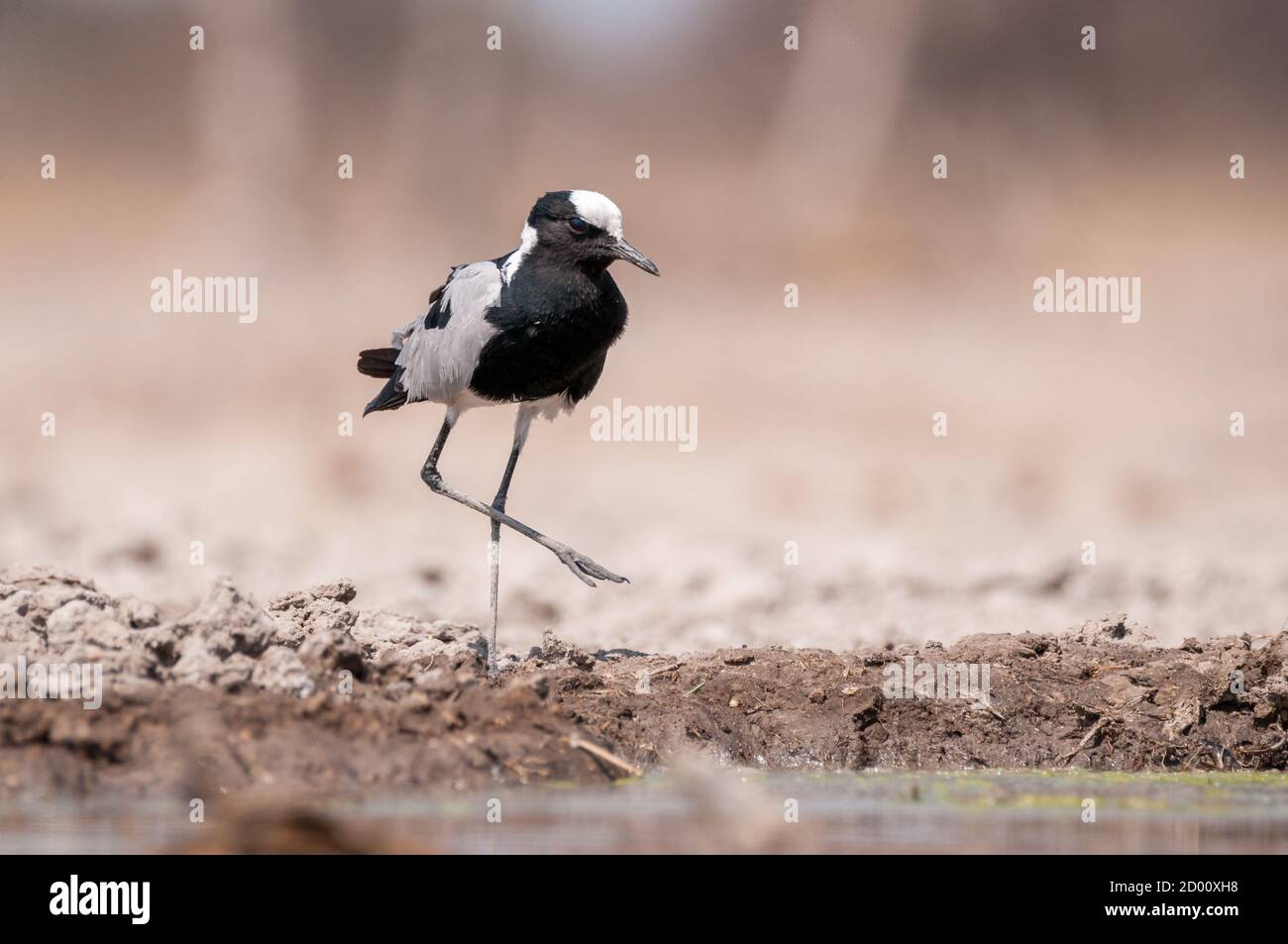 Vanellus armatus, blacksmith plover, on the ground, Namibia, Africa ...