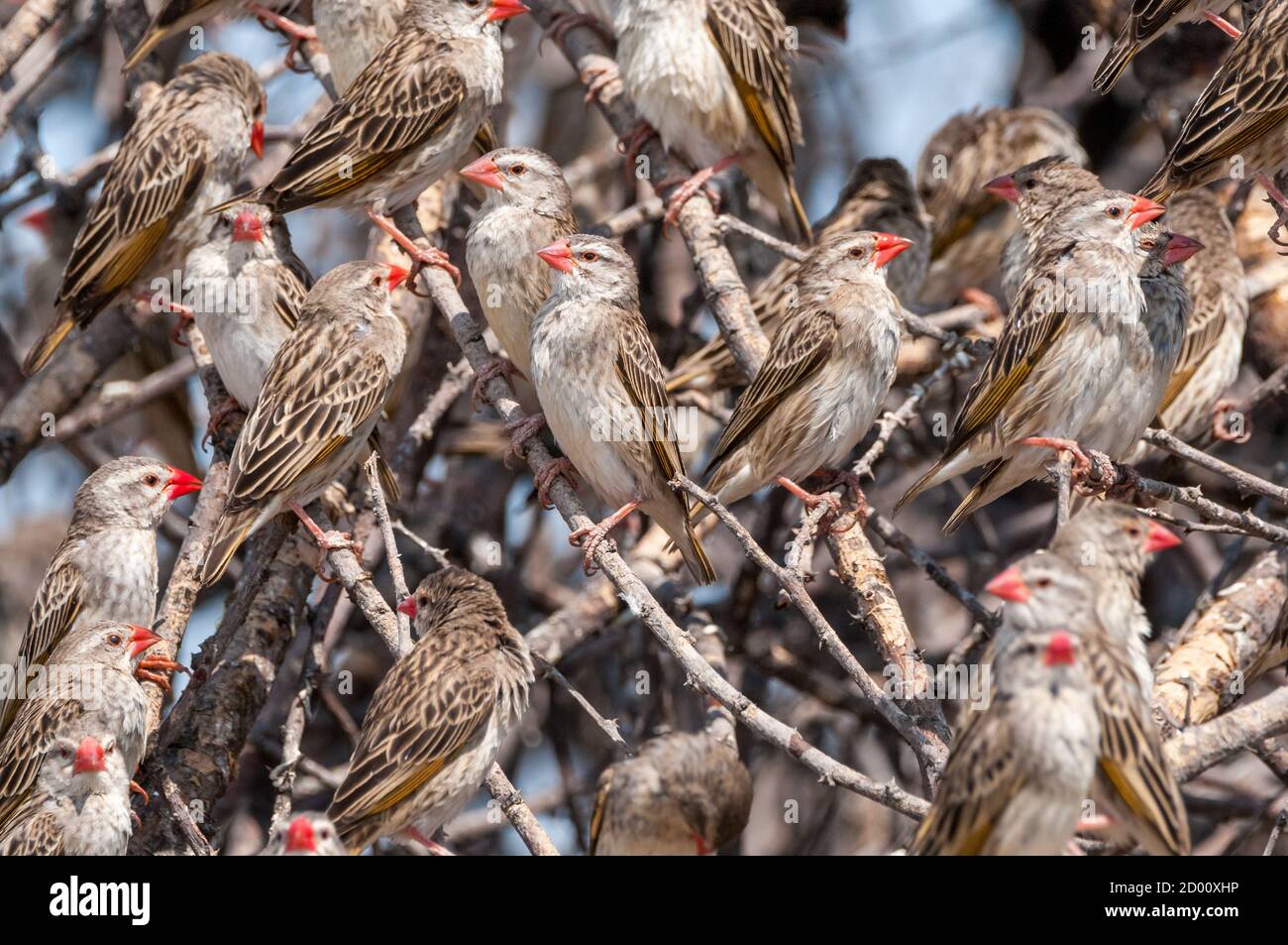 Red billed weaver bird hi-res stock photography and images - Alamy