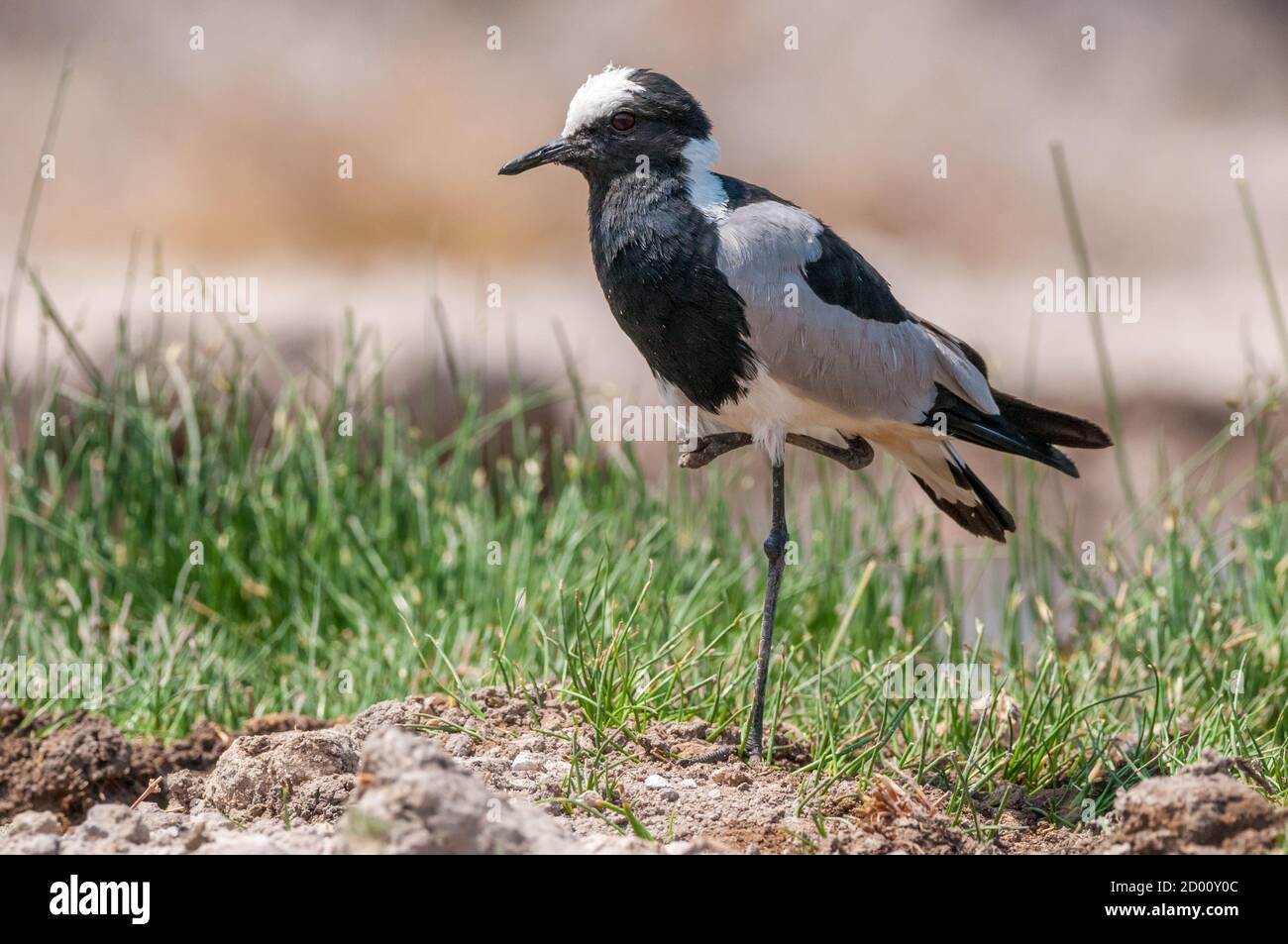 Vanellus armatus, blacksmith plover, on the ground, Namibia, Africa ...