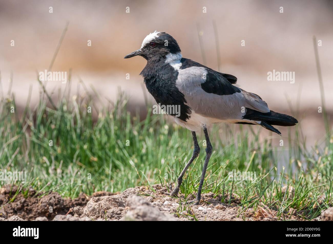 Vanellus armatus, blacksmith plover, on the ground, Namibia, Africa ...