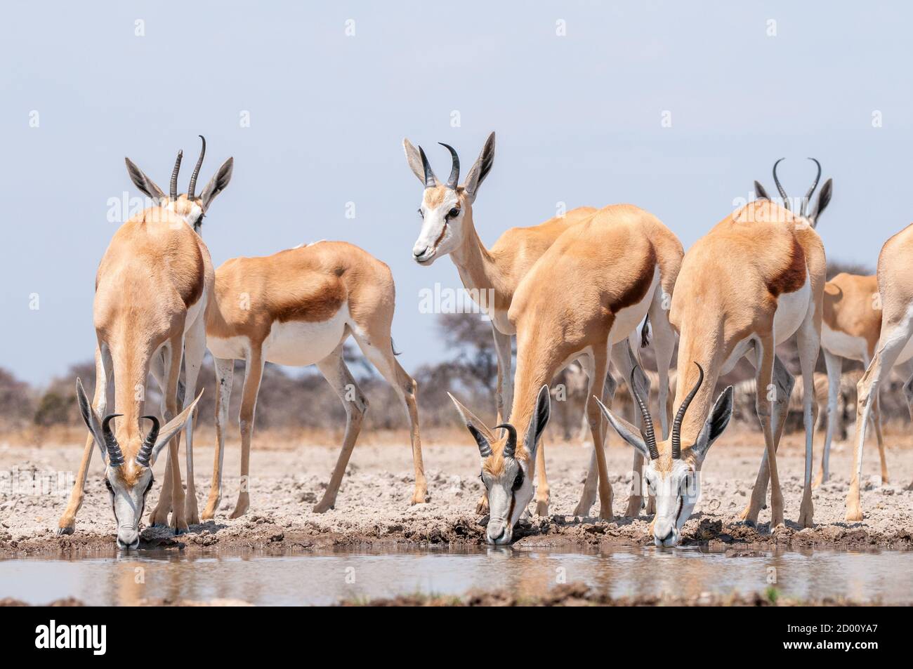 Springbok drinking water hi-res stock photography and images - Alamy