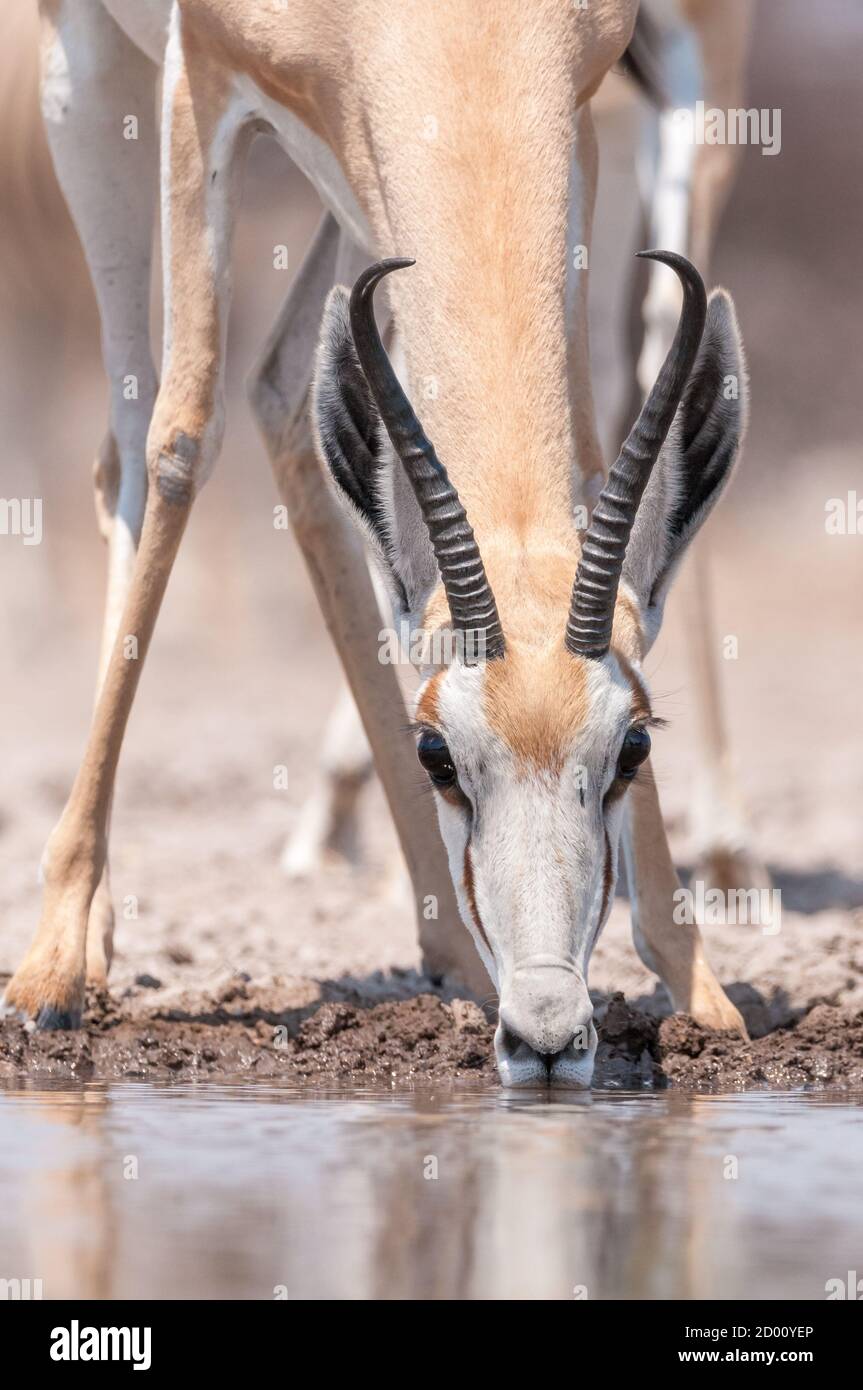 Antidorcas marsupialis, Springbok, drinking, Namibia, Africa Stock ...