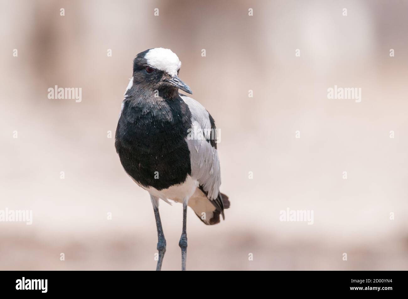 Vanellus armatus, blacksmith plover, on the ground, Namibia, Africa ...