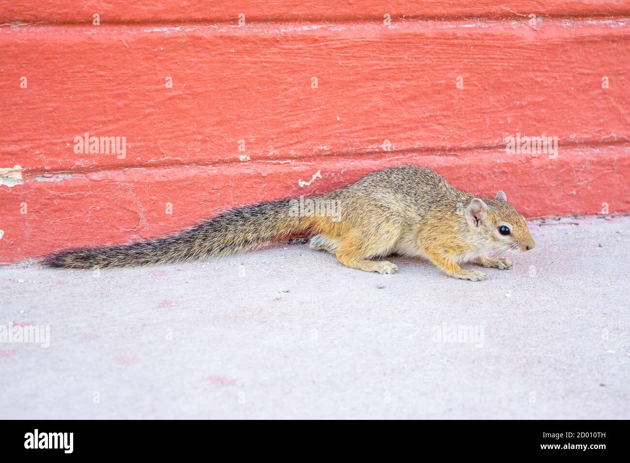 Paraxerus cepapi, African bush squirrel, inside a campsite, Namibia ...