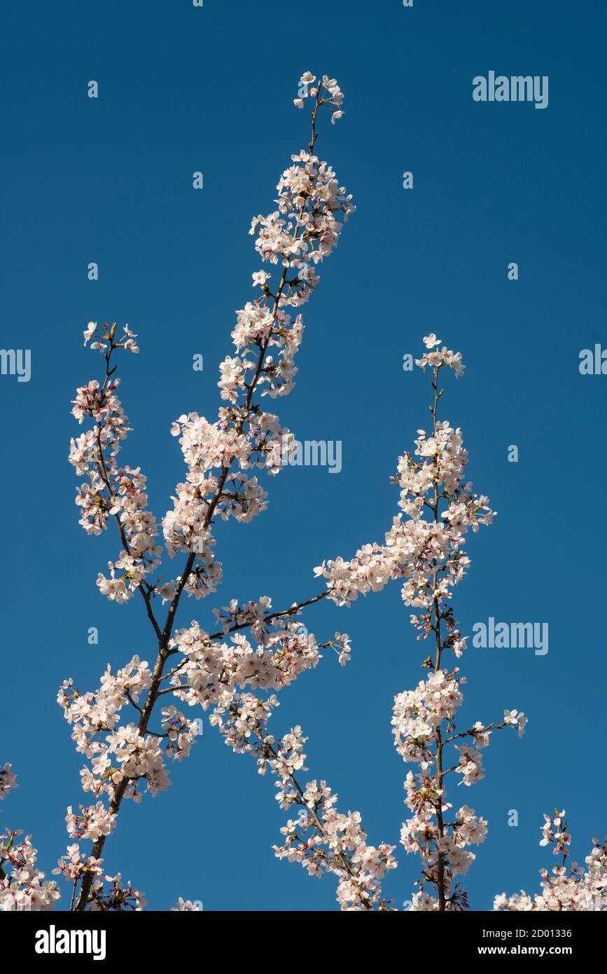 Flowers of japanese cherry tree, full bloom in spring time Stock Photo ...